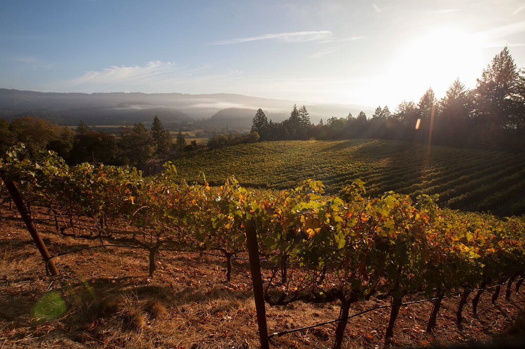 **Frias Family Vineyard, Napa Valley **NEWBIE** BD15 - BerserkerDay 15 ...