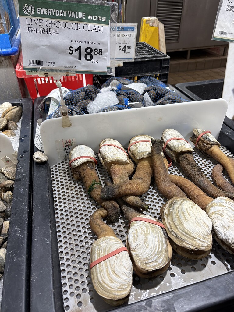 Geoduck and Surf Clam Assistance - Epicurean Exploits - Food and ...