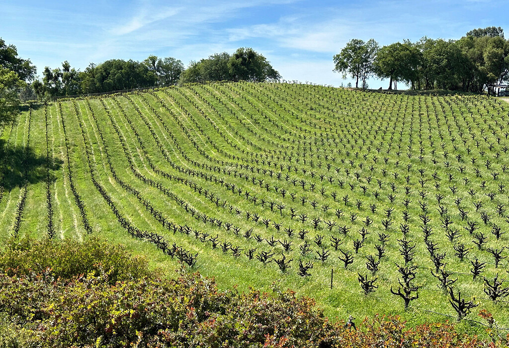 Shades of Shake Ridge, May 6, 2024 – a tasting of wines sourced from ...