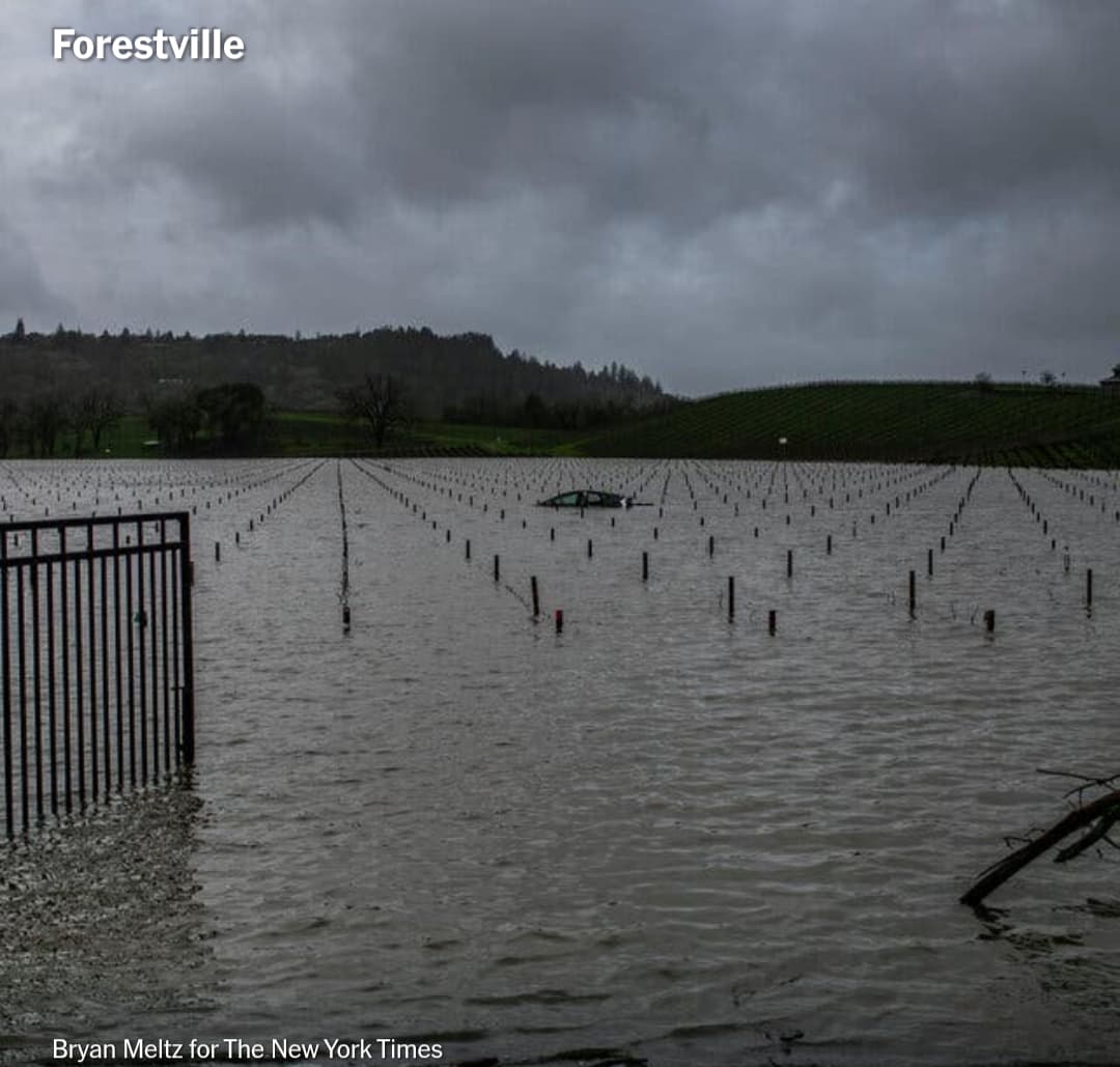 California winegrowers, how are you faring with all the rain? - WINE ...