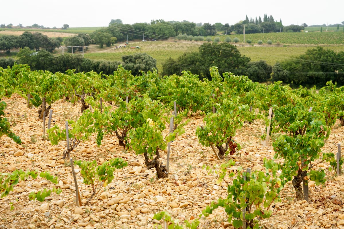 Chateauneuf du Pape and Hermitage - pit stops during my recent vacation ...