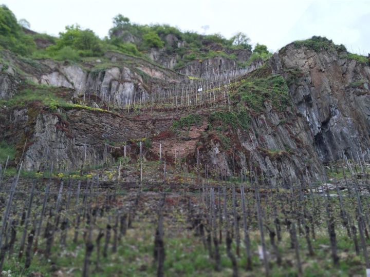 Clemens Busch Plus - WINE TALK - WineBerserkers
