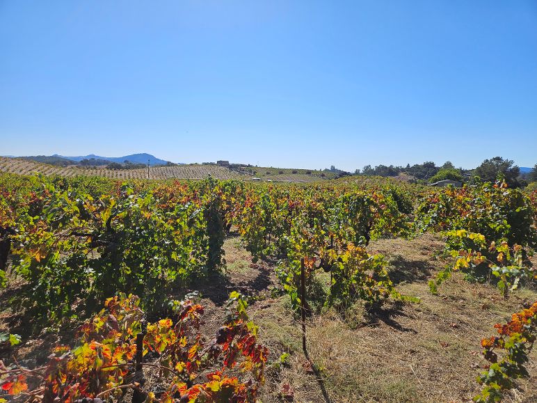Ridge Zin Question - Page 2 - WINE TALK - WineBerserkers