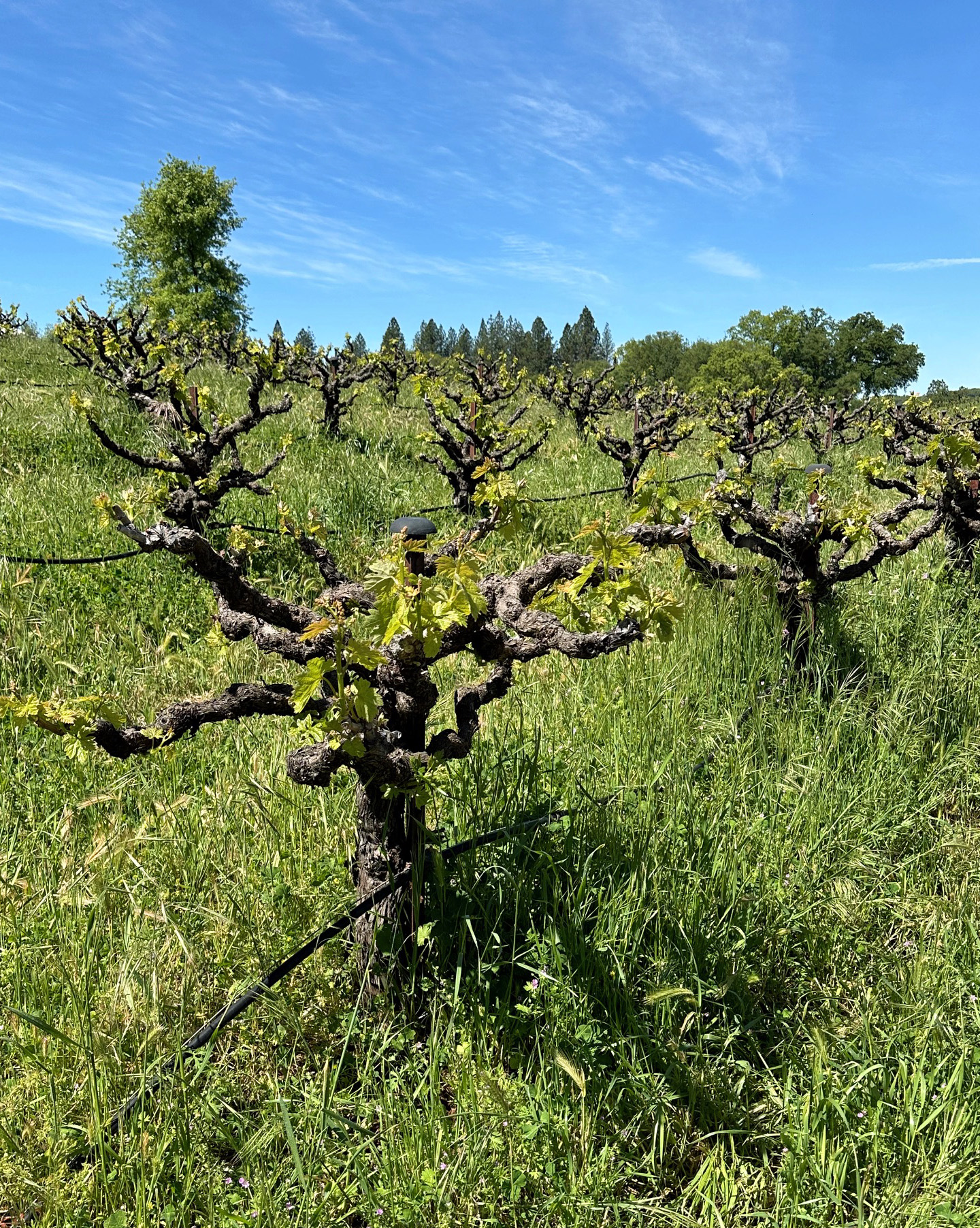 Shades of Shake Ridge, May 6, 2024 – a tasting of wines sourced from ...