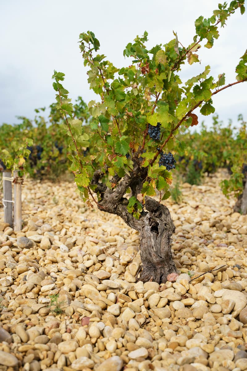 Chateauneuf du Pape and Hermitage - pit stops during my recent vacation ...