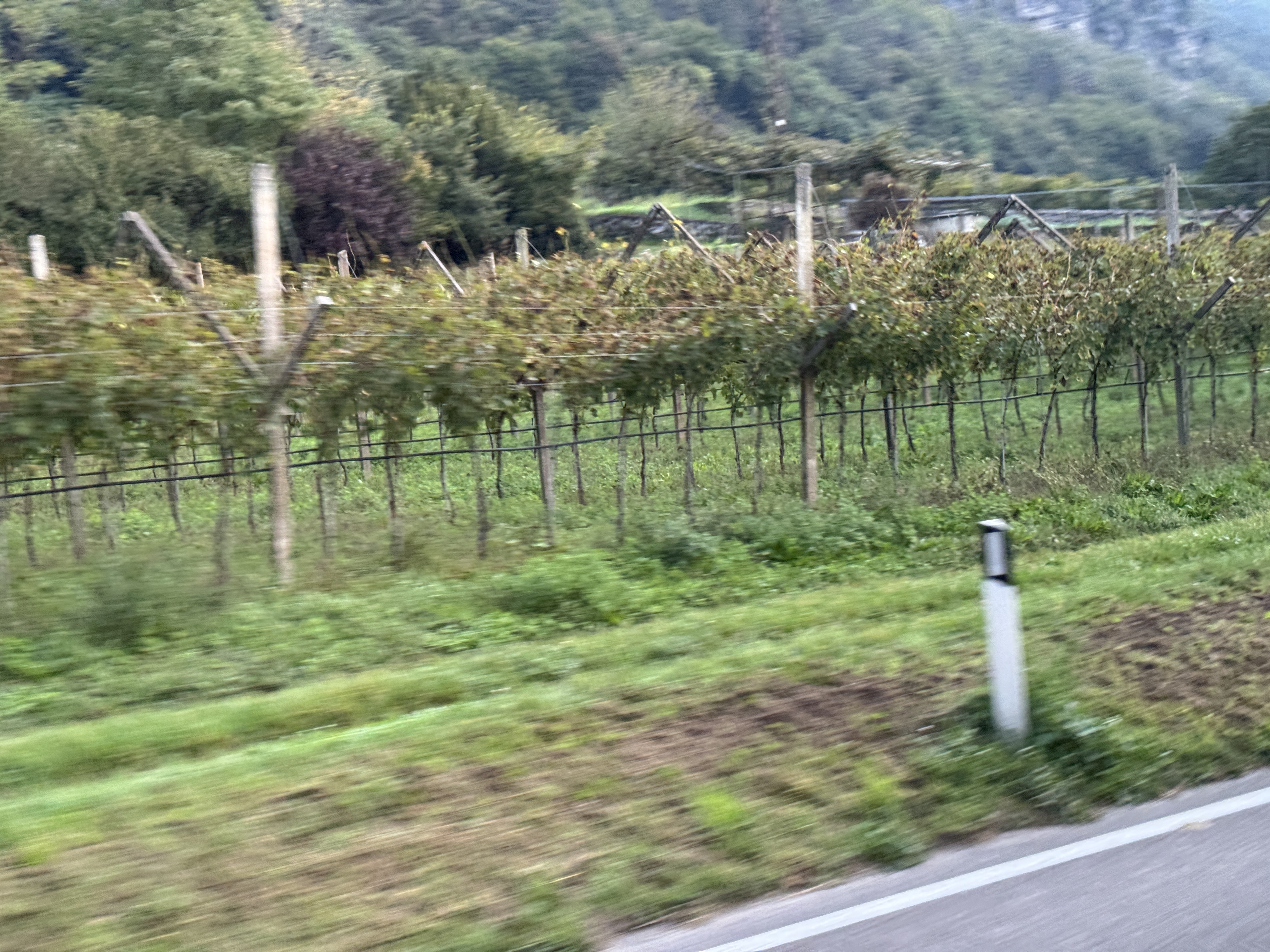 Unfamiliar trellising system - WINE TALK - WineBerserkers