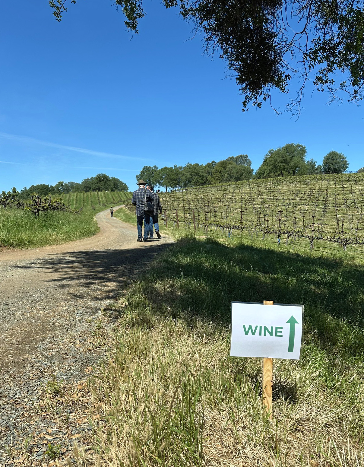 Shades of Shake Ridge, May 6, 2024 – a tasting of wines sourced from ...
